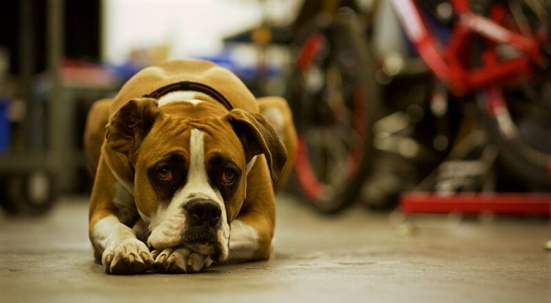 Foes Mutz | Full Suspension Fat Bike